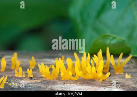 Calocera cornea mushrooms on a dead wood, close up Stock Photo - Alamy