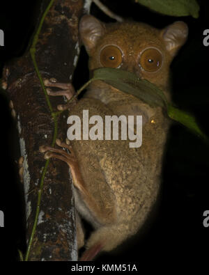 A Western/Horsfield's Tarsier, Cephalopachus bancanus, in a bush at ...