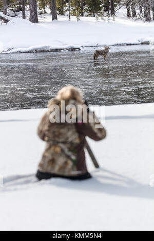 Coyote fishing in the Madison River Stock Photo - Alamy