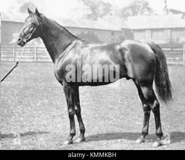 Horse Orme 2 Stock Photo - Alamy