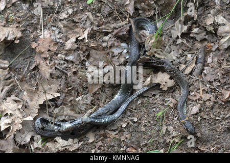 decomposed body of grass snake, among the withered oak leaves Stock ...