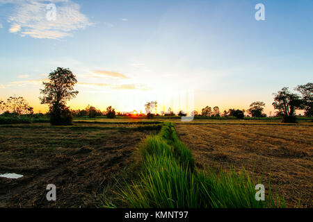 beautiful twilight at the paddy field Stock Photo - Alamy