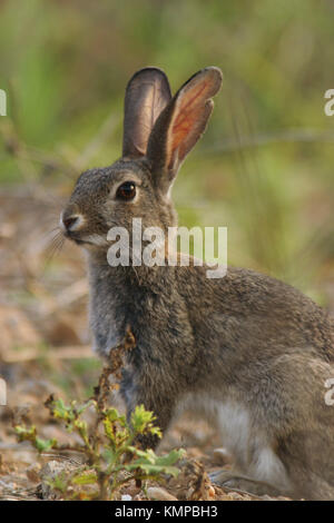Old world rabbit (Oryctolagus cuniculus) in grass in Piemont Stock ...