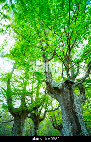"Pollarded trees", Beech forest, Sarria, Gorbeia Natural Park, Alava ...