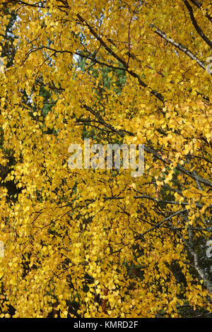 Golden colored blurred image of sun Stock Photo - Alamy
