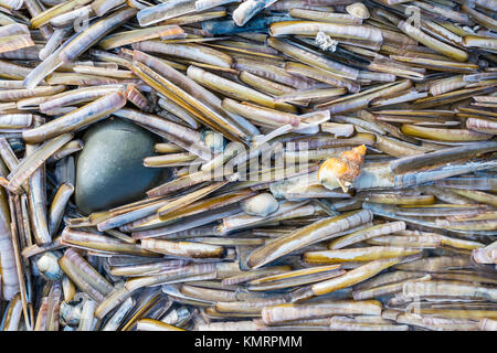 Curved Razor shells Ensis ensis Stock Photo - Alamy