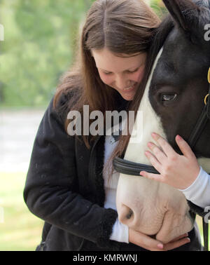 Gypsy Vanner Horse. Portrait of mare in winter. Germany Stock Photo - Alamy