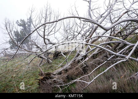 Dead trees in the fog. Scary mystical landscape Stock Photo - Alamy