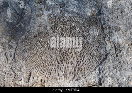 corals, fossils in a limestone Stock Photo - Alamy