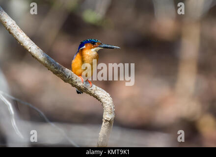 A Malagasy Kingfisher (Corythornis vintsioides) perched on a tree ...
