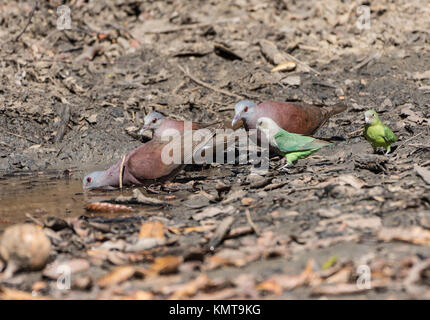 Madagascar Turtle-Doves (Streptopelia picturata) and Gray-headed ...