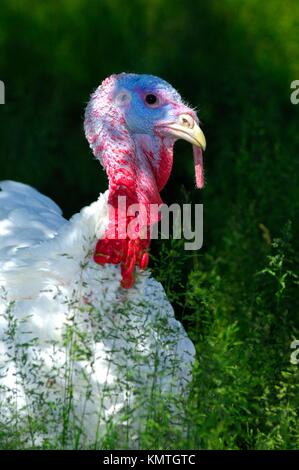 White turkey portrait Stock Photo - Alamy