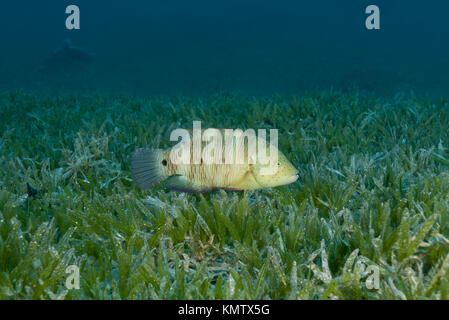 Abudjubbe (Cheilinus abudjubbe) swim over sea grass, Red Sea, Dahab ...