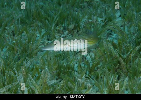 Cigar Wrasse (Cheilio inermis) swim over sea grass, Red Sea, Dahab ...