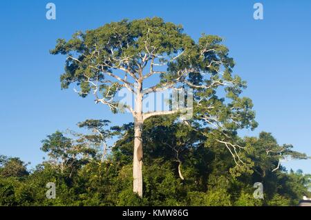 Samauma tree Holy tree of the Indians Cristalino State Park Alta ...