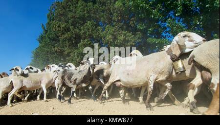 Sheep herd moving in a valley, Naryn Province, Kyrgyzstan Stock Photo ...