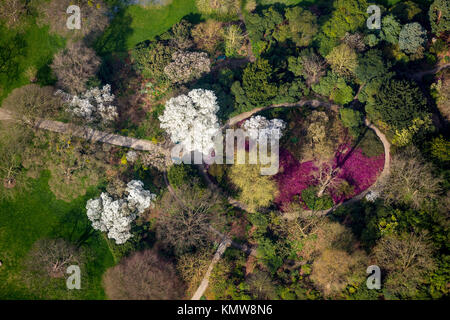 flowering trees, spring flowering University area campus Herrhausen ...