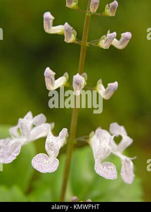 Plectranthus sp Plectranthus sp Stock Photo - Alamy