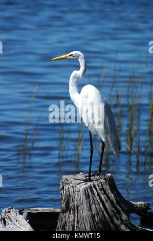 egret 16 great egret 16 Stock Photo - Alamy