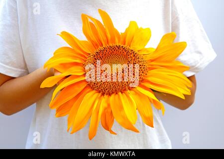 Sunflower, Helianthus annuus, detail showing larger outer ray florets ...