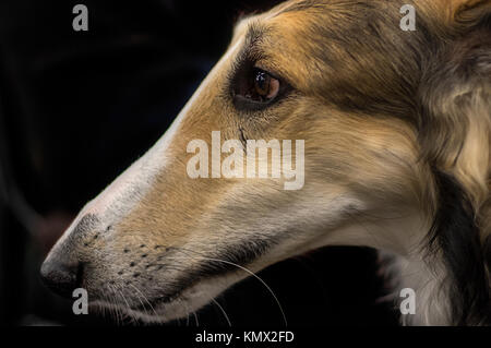 Borzoi face portrait Stock Photo - Alamy