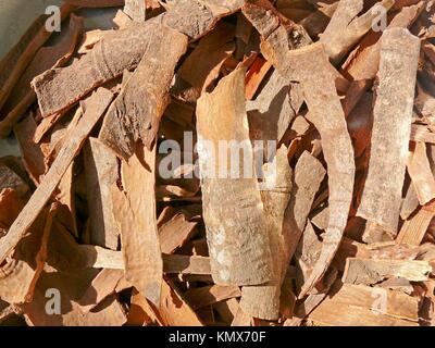 Cassia Bark, Chinese Cinnamon (Cinnamomum aromaticum) twig with red ...