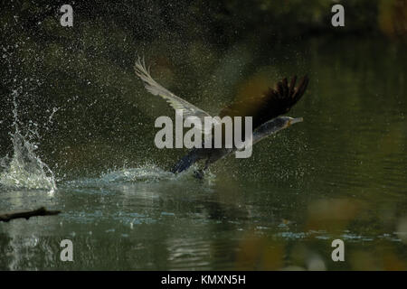A single cormorant taking off the Danube in Vienna Stock Photo - Alamy