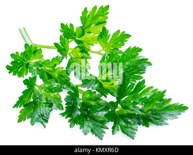 Parsley herb. Macro shot of small branch Stock Photo - Alamy