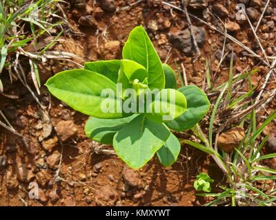 Holarrhena antidysenterica, Holarrhena pubescens, Maharashtra, India ...