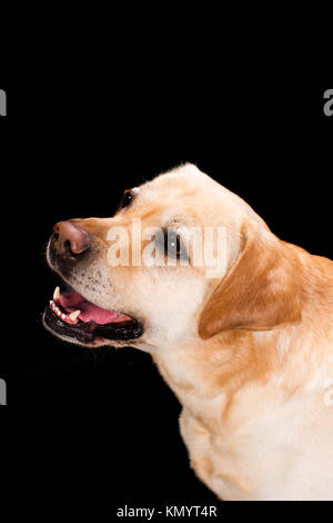 Yellow 3 month old labrador retriever puppy at sunset on the beach ...