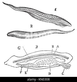 Diagram of the lancelet Stock Photo - Alamy