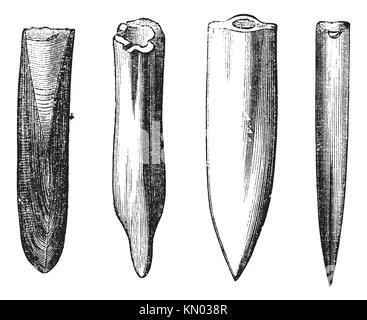 Engraving of a belemnite, part of the Belemnitida, an extinct order of ...