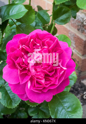 English Rose Variety Princess Anne in Flower Stock Photo - Alamy
