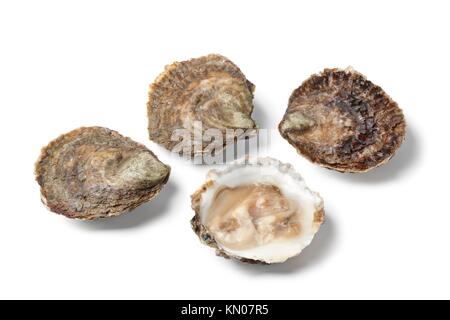 Common oyster / European flat oyster / mud oyster / edible oyster ...