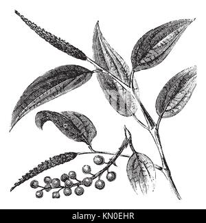 Cubeb or Java pepper, Piper cubeba (Cubeba officinalis ...