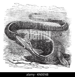vintage reptile illustration Stock Photo - Alamy