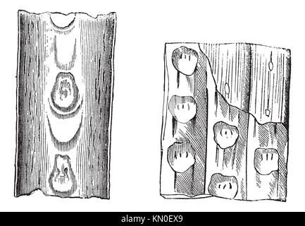 Sigillaria, tree-like extinct plant from the Carboniferous and Permian ...