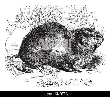 Illustration of a Lemming Animal Stock Photo - Alamy