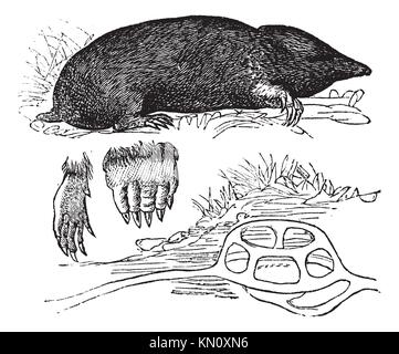 Antique engraved illustration of the European mole. Vintage ...