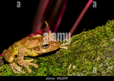 Common Mexican Tree frog Smilisca baudinii on grass near Boca Tapada ...