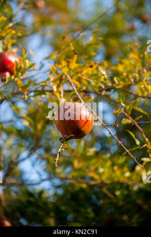 Pomegranate tree with fruits Stock Photo - Alamy