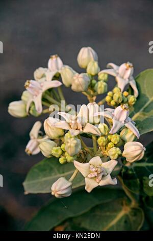 Calotropis gigantea Family: Asclepiadaceae Fruit is a follicle and when ...