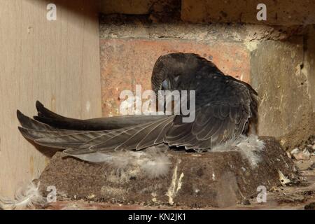 Almost fully grown Common swift chick (Apus apus) exercising its wings ...