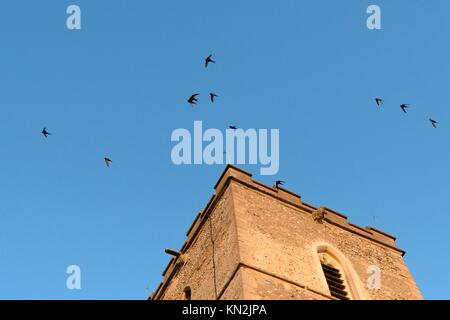Swifts Apus apus flying around village church tower Stock Photo - Alamy
