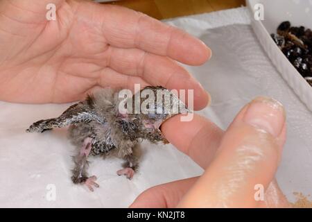 Orphaned Common swift chick (Apus apus) being offered insect food by ...