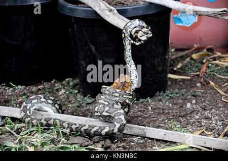 Carpet Python, Morelia spilota, killing prey by constriction ...