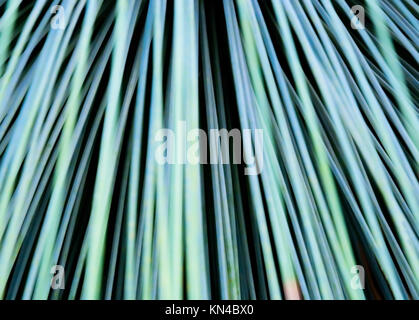 Toothless Sotol, Beargrass, dasylirion quadrangulatum, closeup abstract ...