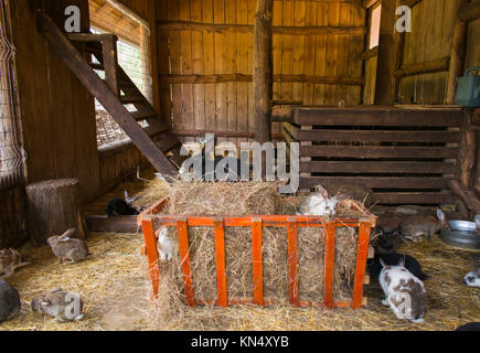 Rabbits in the aviary Stock Photo - Alamy