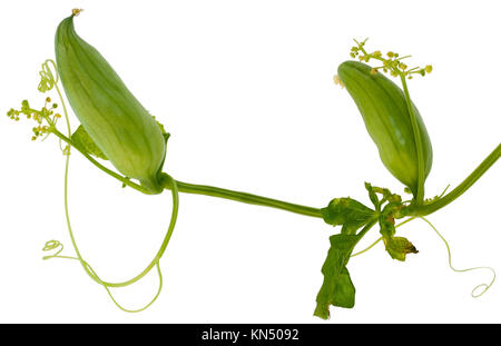 Wild Cucumber (Manroot), isolated on white background, Family ...