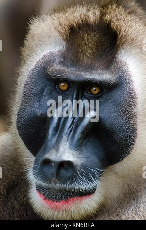 Portrait of large drill monkey alpha male in rain forest of Nigeria ...